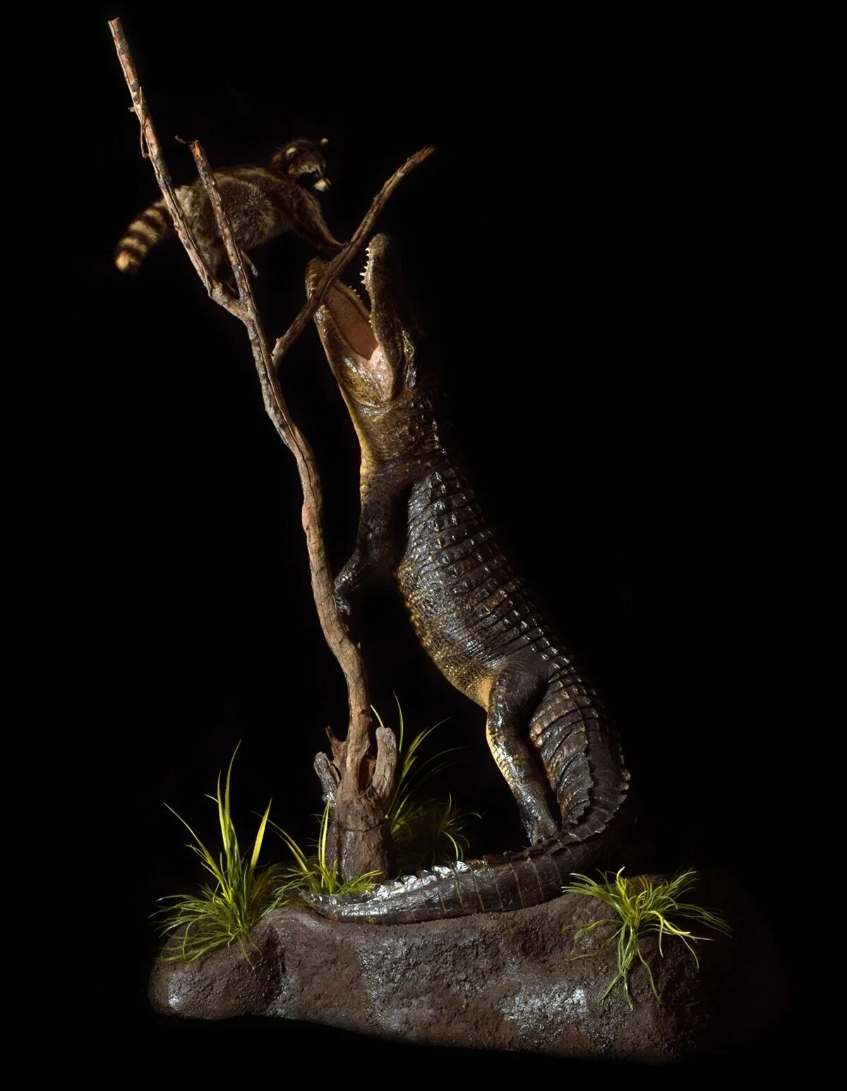 Gallery | North America | Alligator — Animal Artistry