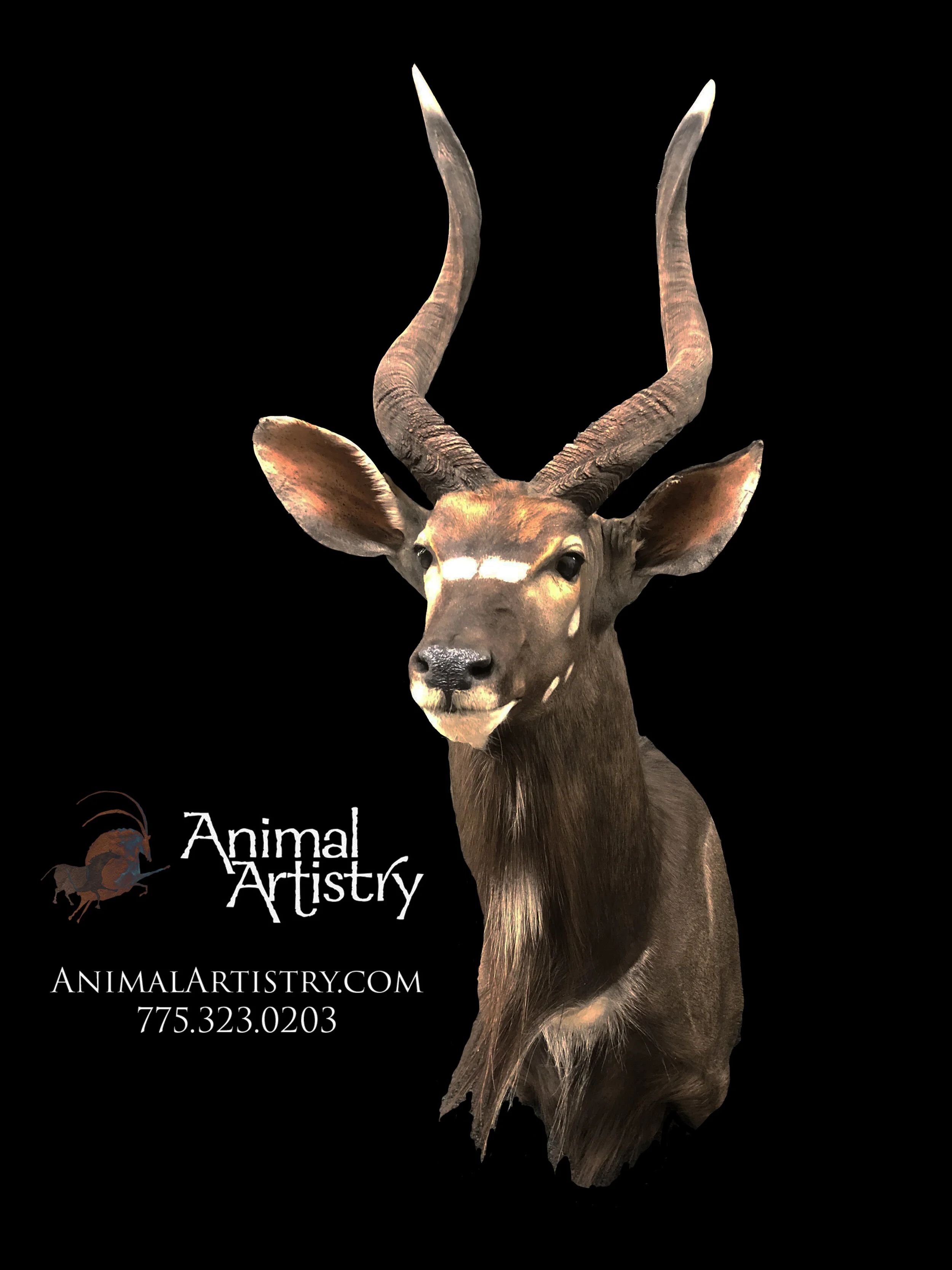 Gallery | Africa | African Antelope — Animal Artistry
