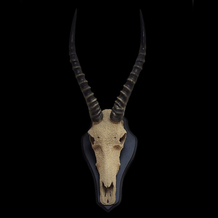 Custom Blesbok Euro Mount — Animal Artistry
