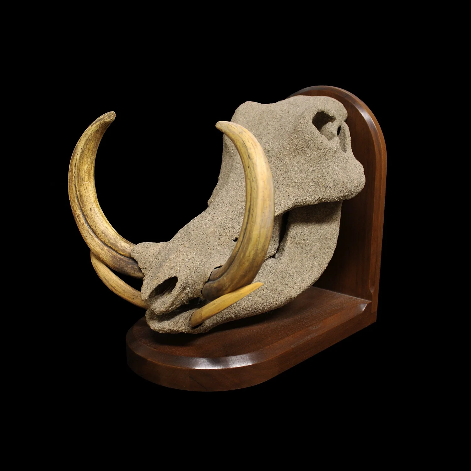 Zebra Pedestal Mount — Animal Artistry