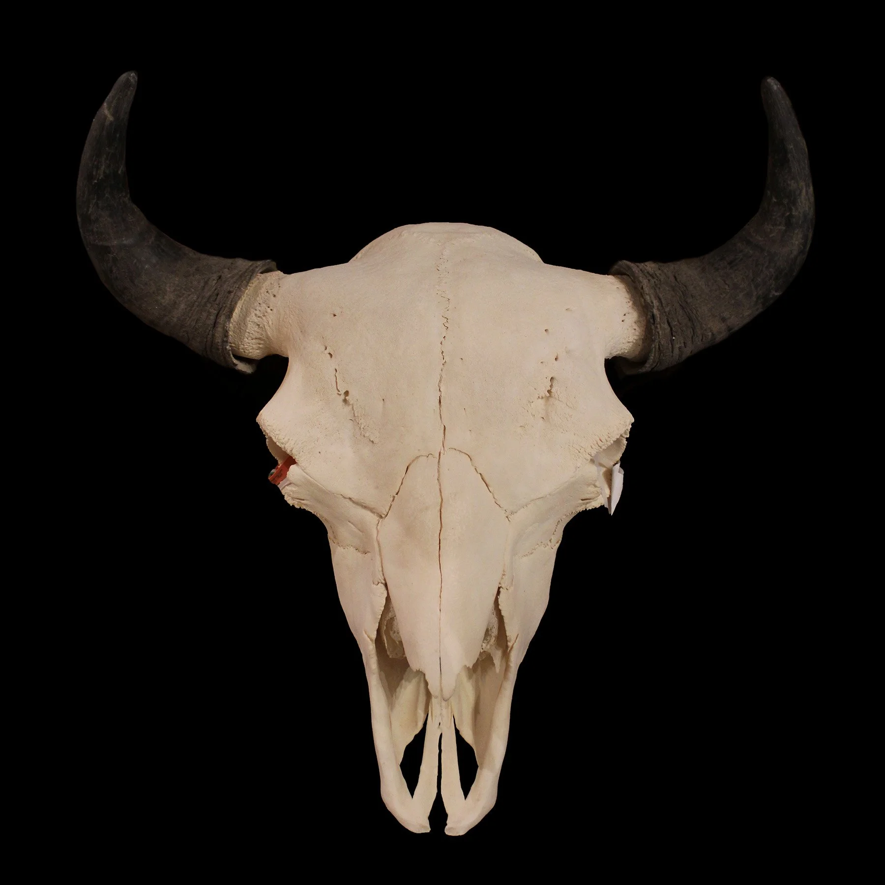 Mule Deer Horn Mount — Animal Artistry