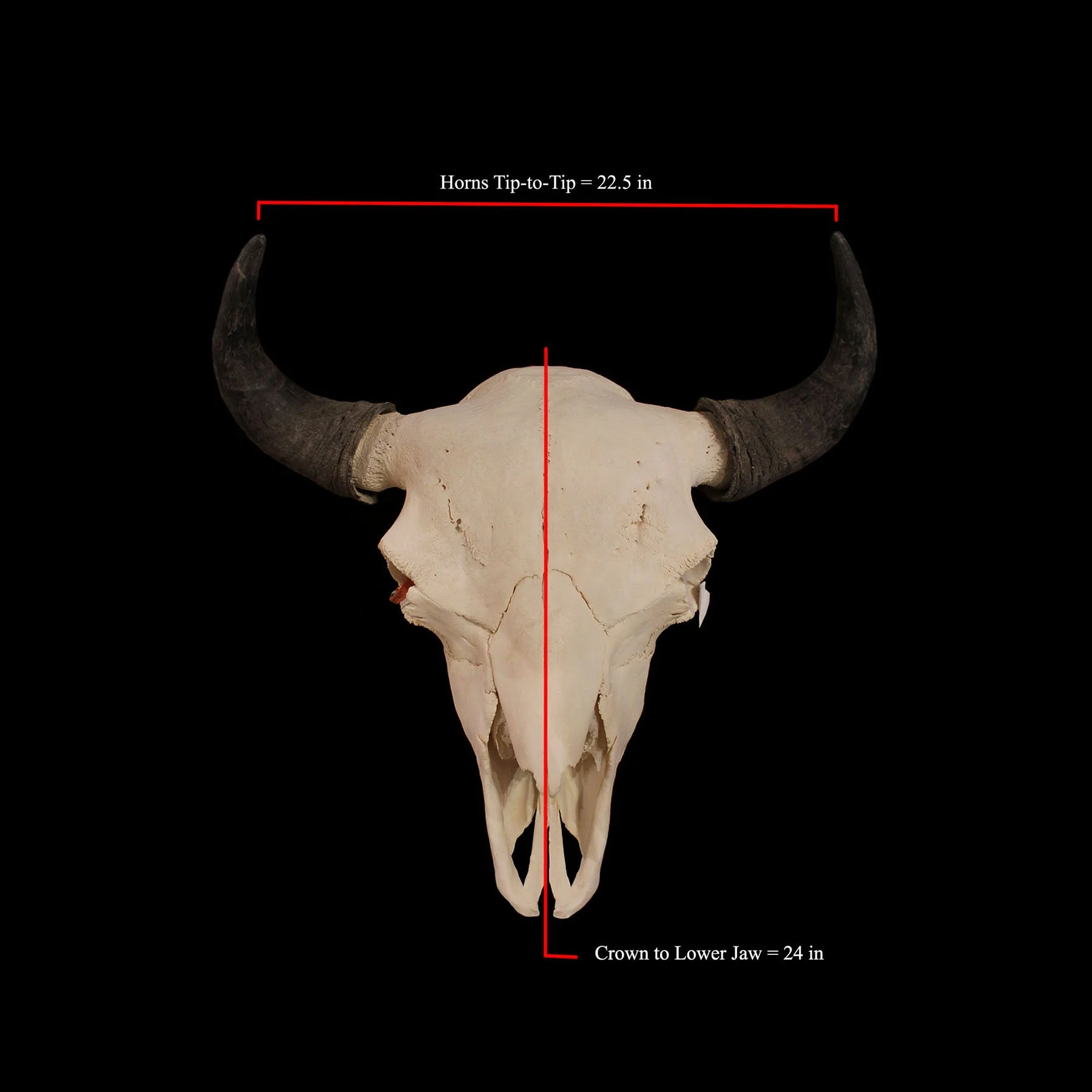 Blue Wildebeest Euro Mount — Animal Artistry