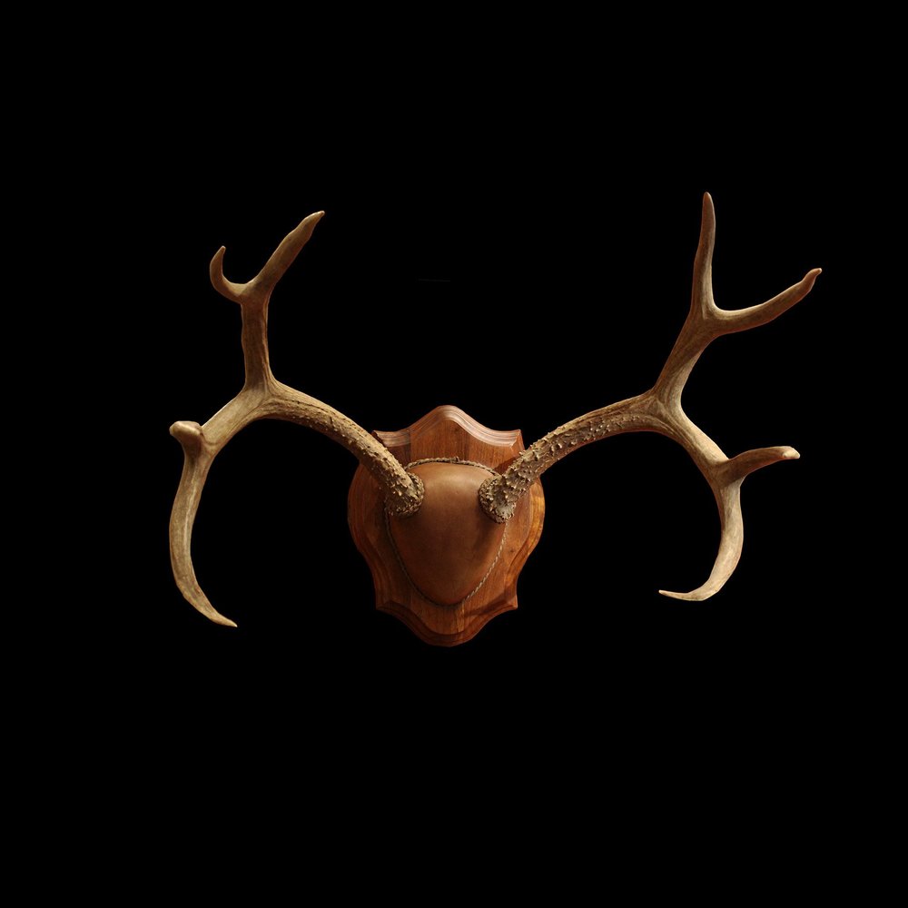 Euro Mounts and Taxidermy — Specialty Store — Animal Artistry