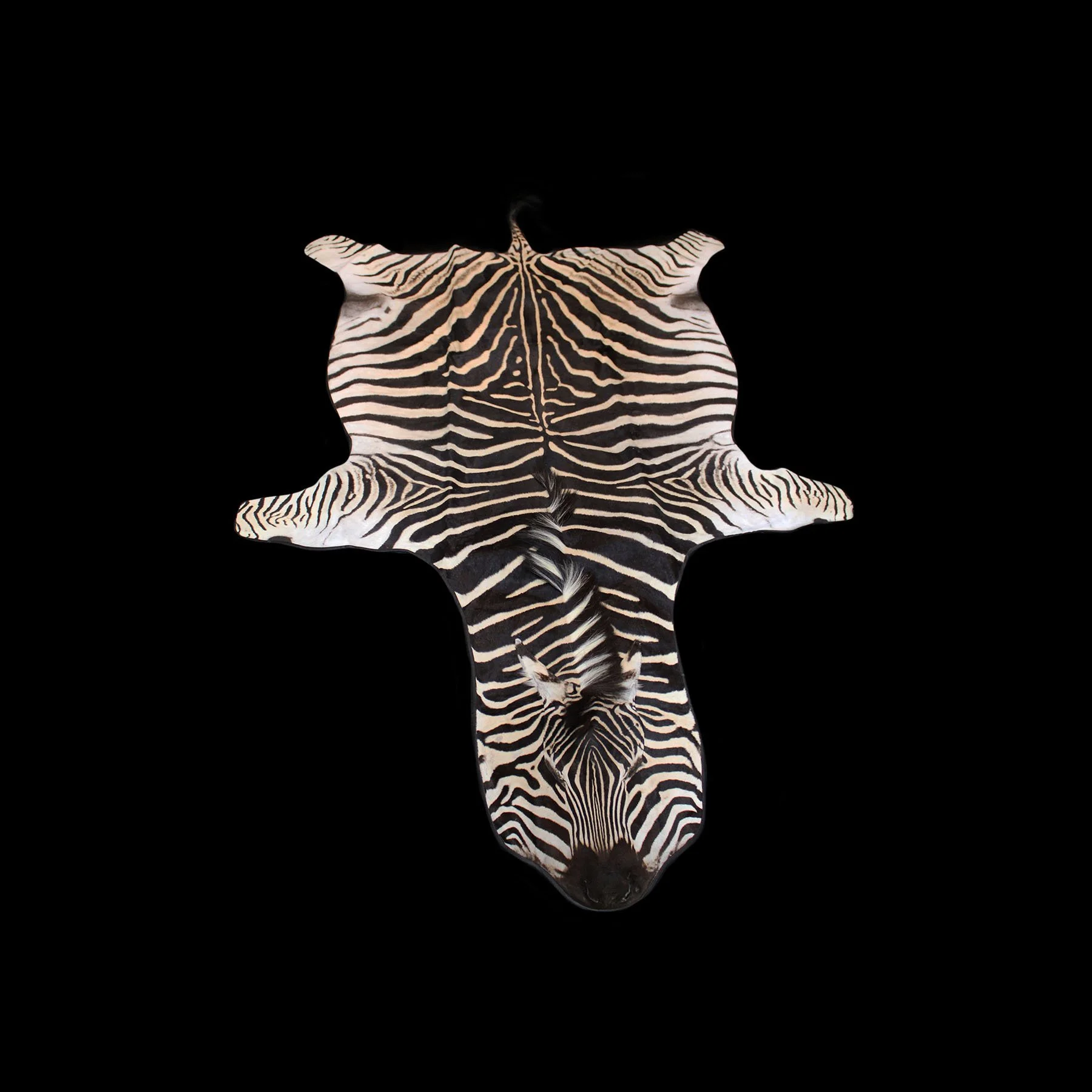 Euro Mounts and Taxidermy — Specialty Store — Animal Artistry