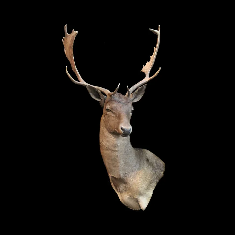 Euro Mounts and Taxidermy — Specialty Store — Animal Artistry