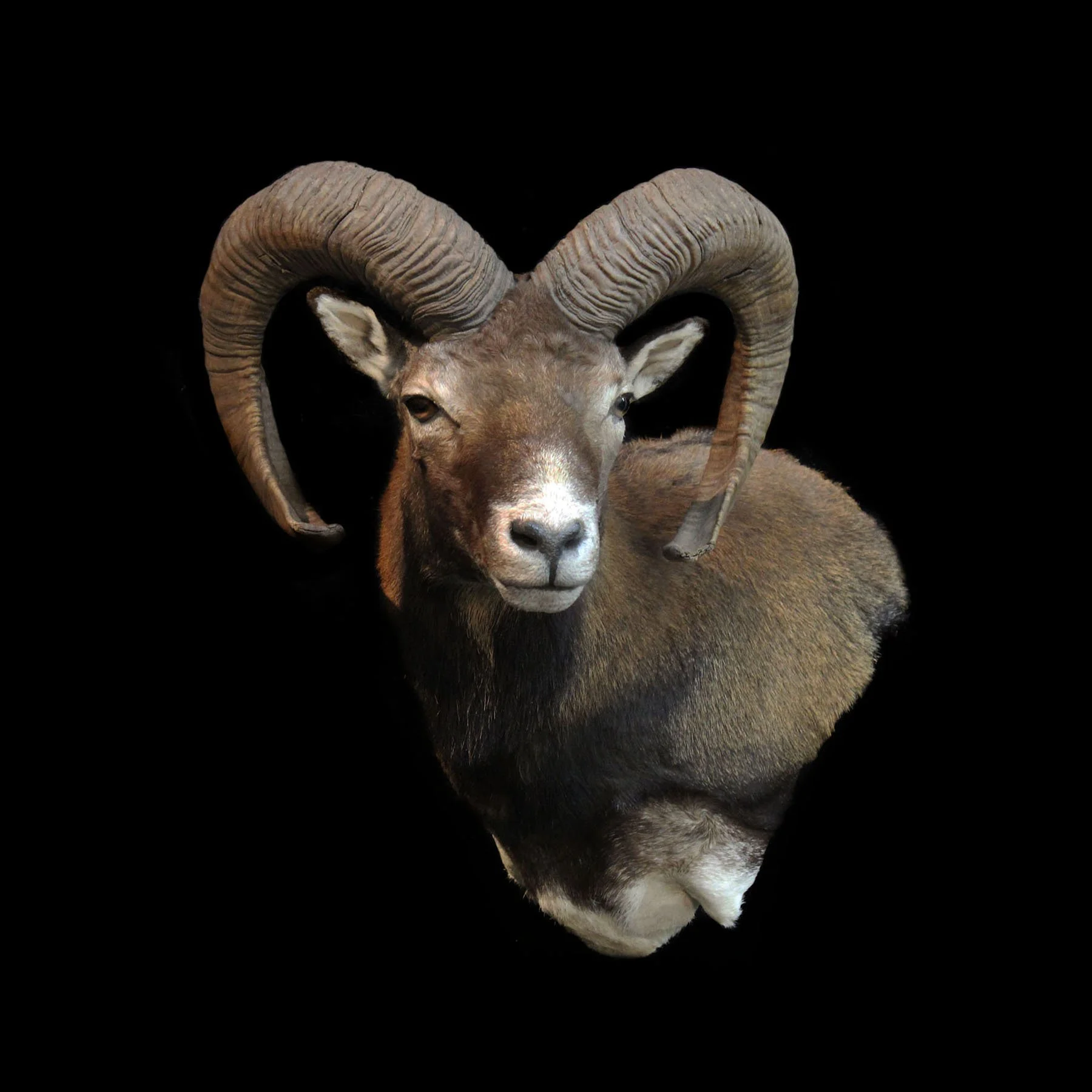 Euro Mounts and Taxidermy — Specialty Store — Animal Artistry