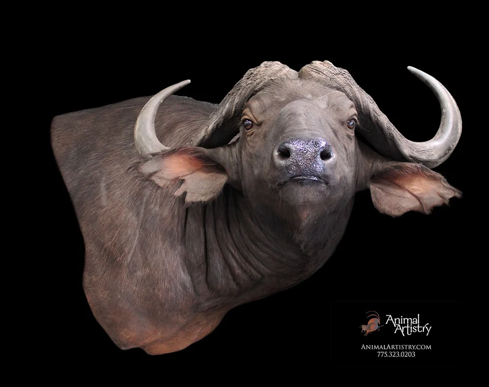 Gallery | Africa | Cape Buffalo — Animal Artistry