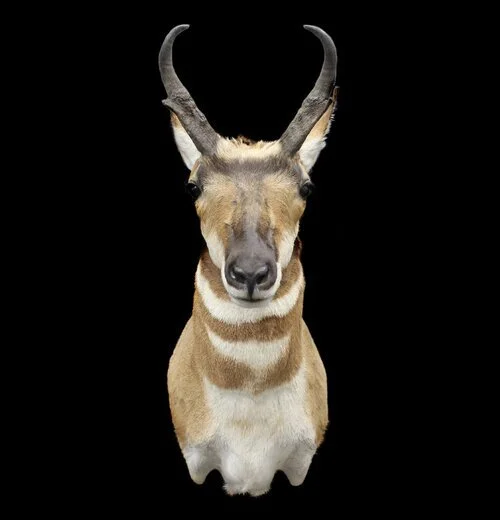 Gallery | North America | Antelope — Animal Artistry