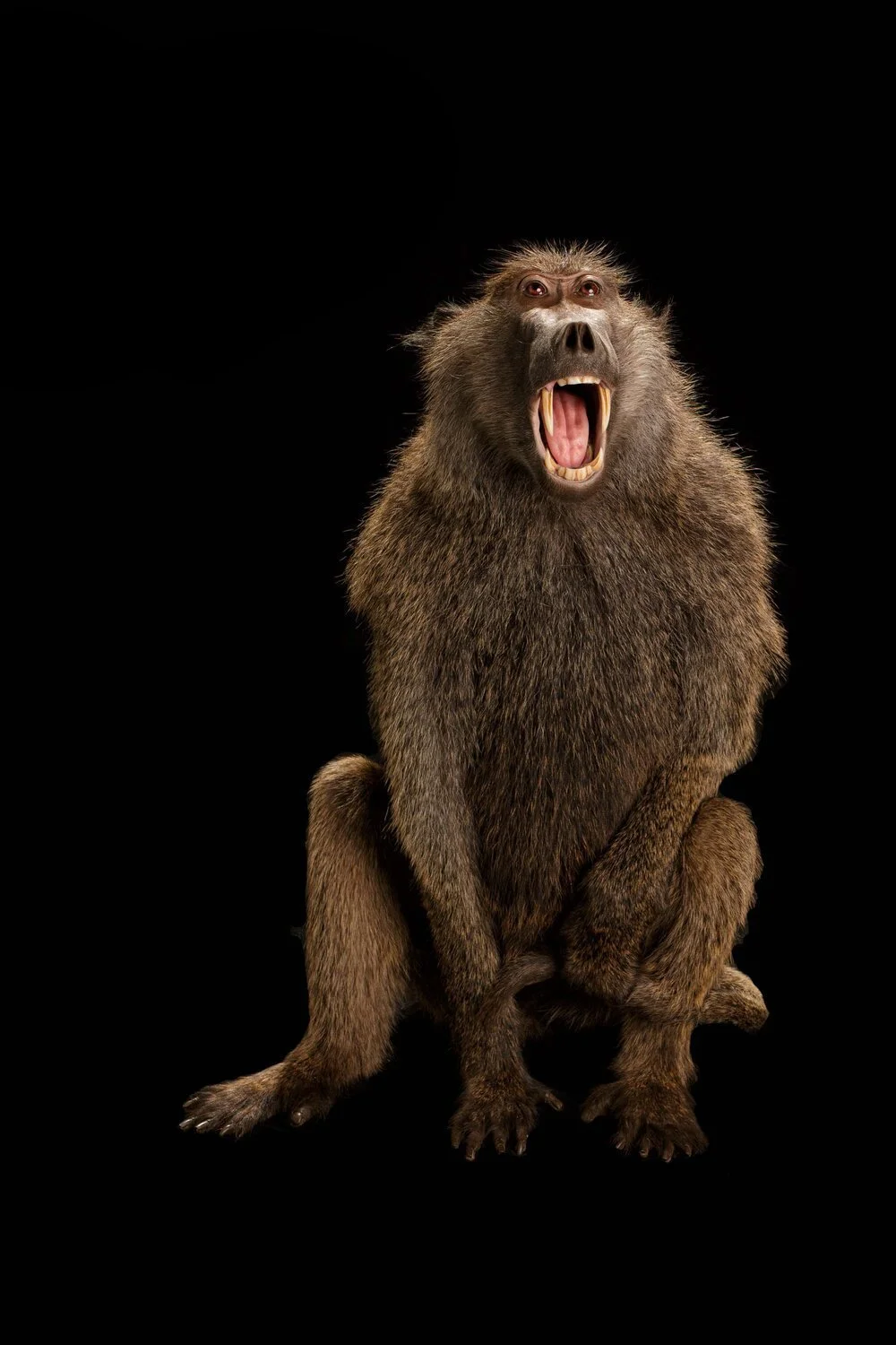 Gallery | Africa | Primate — Animal Artistry