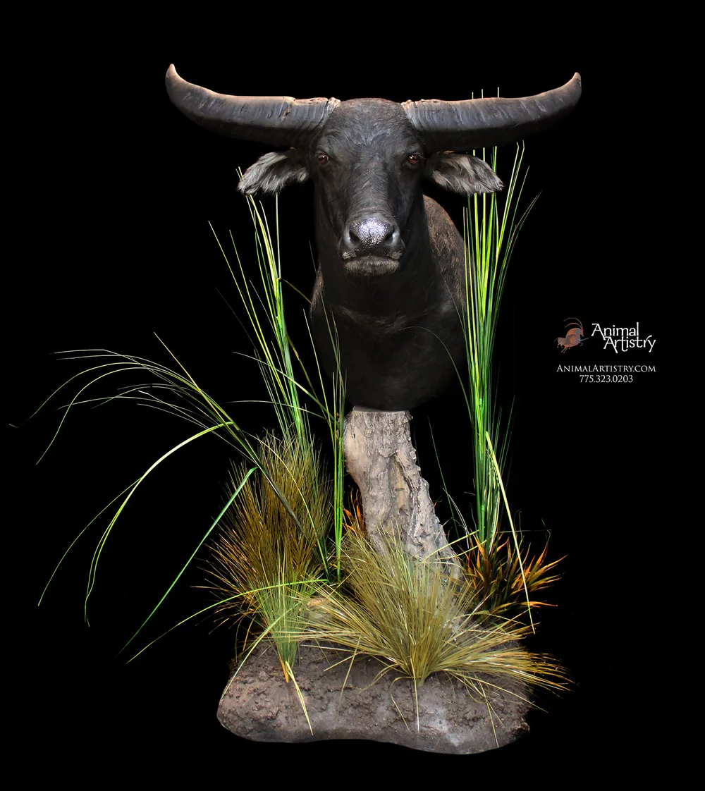 Gallery | Asia-Exotics | Water Buffalo — Animal Artistry