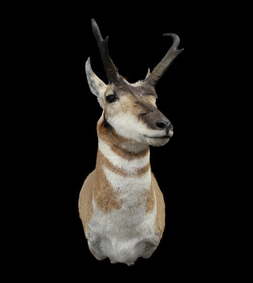 Gallery | North America | Antelope — Animal Artistry