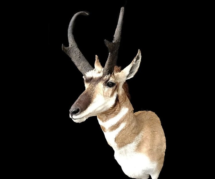 Gallery | North America | Antelope — Animal Artistry