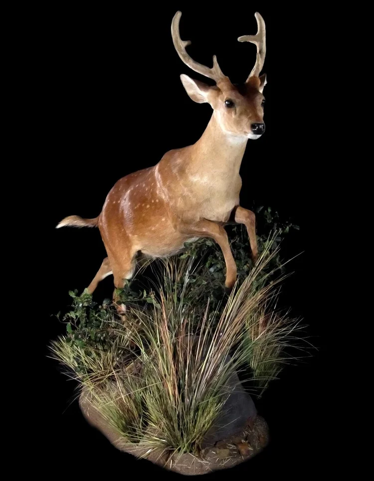 Gallery | Asia-Exotics | Deer — Animal Artistry