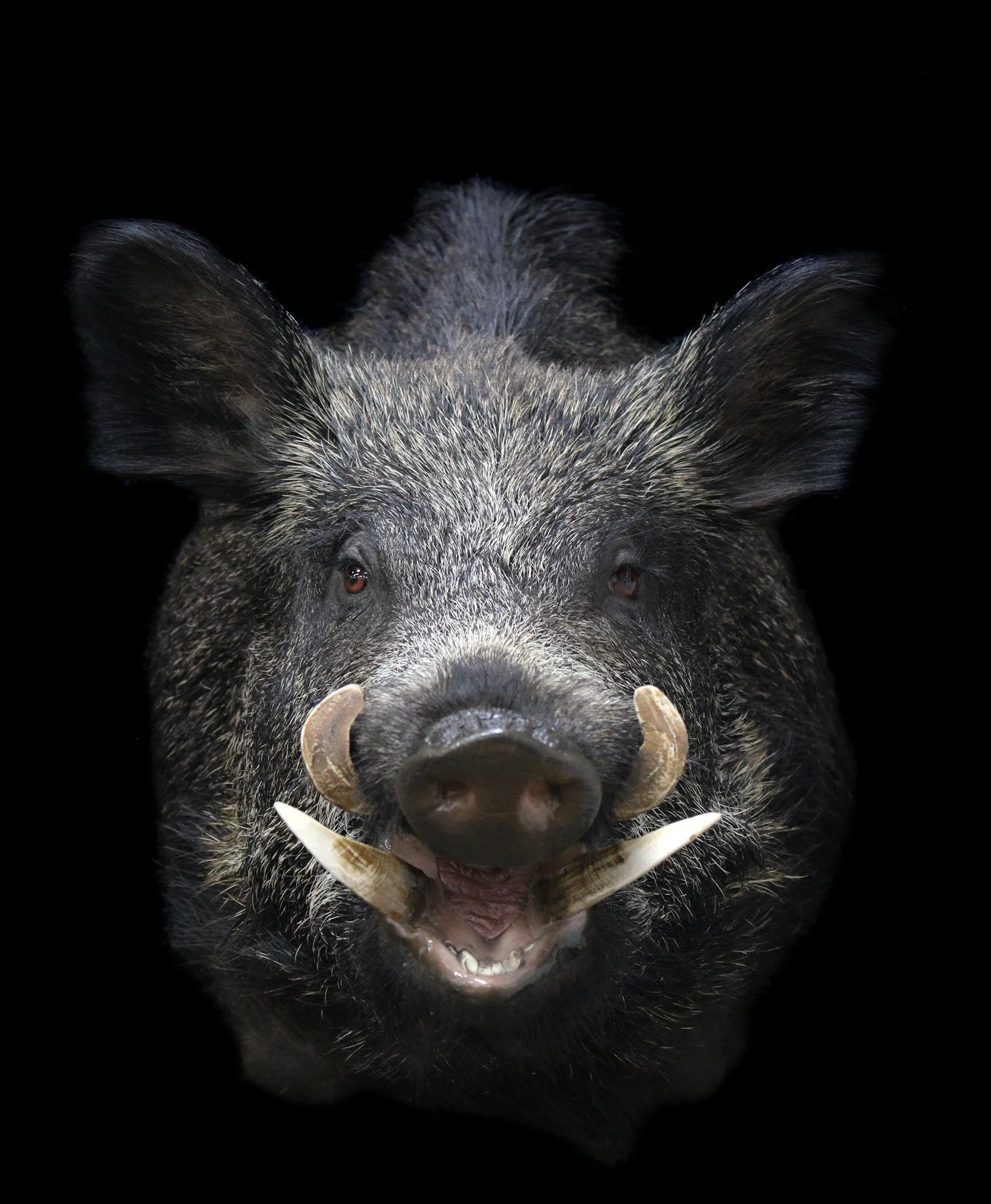Gallery | Asia-Exotics | Russian Boar — Animal Artistry