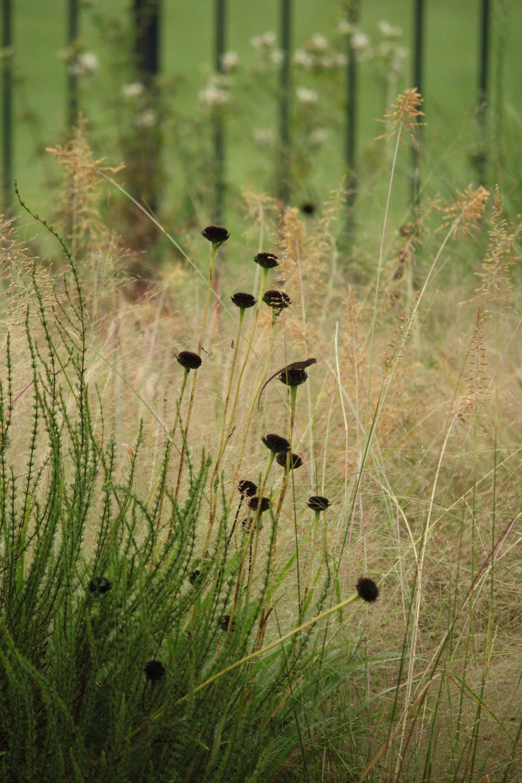 Residential Florida Native Meadows — My Florida Meadow Co.