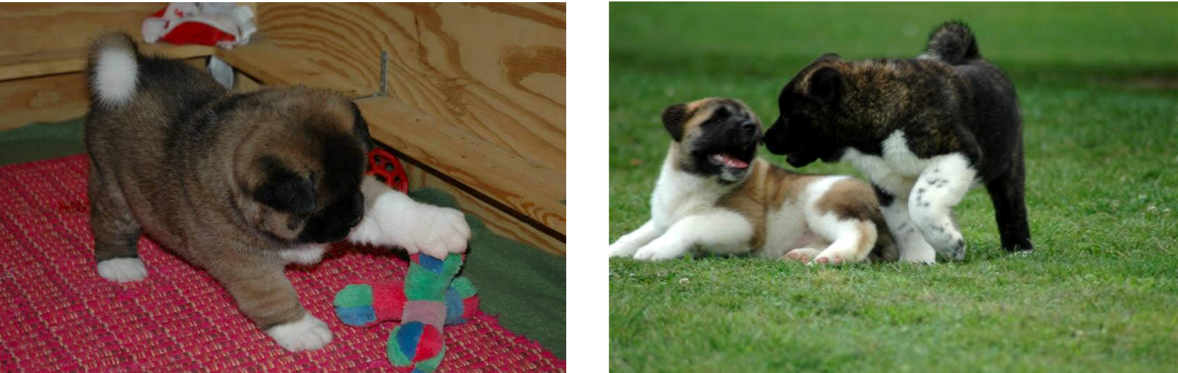 About Us — Shinto Akitas