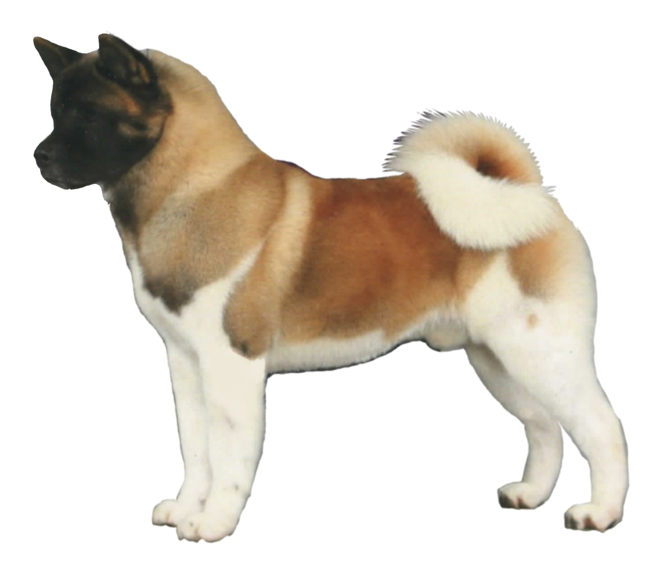 Shinto Akitas