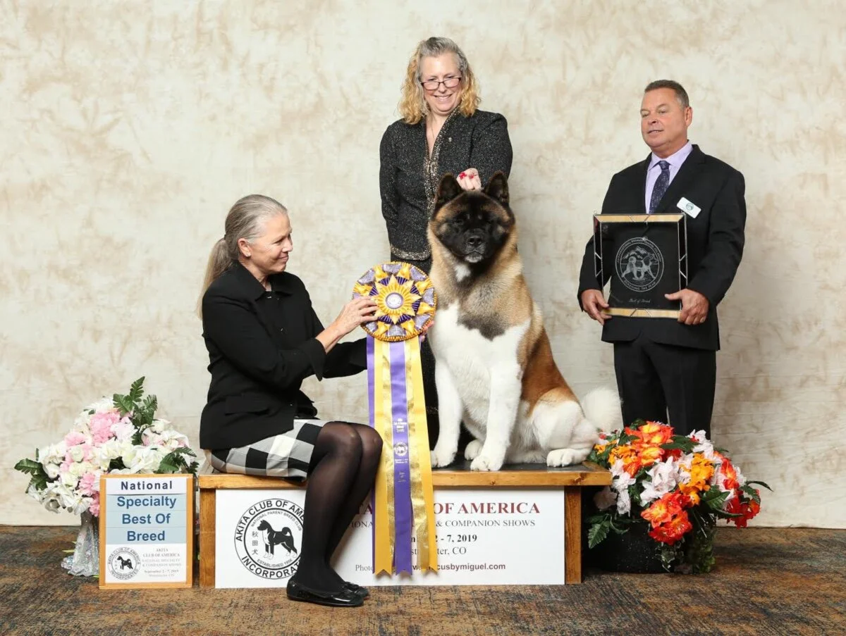 Shinto Dogs — Shinto Akitas