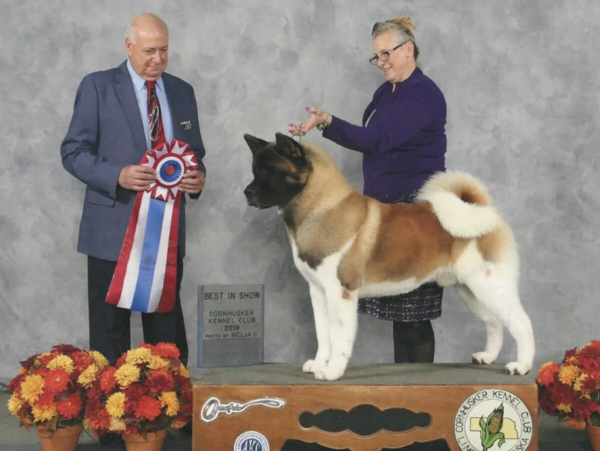 Shinto Dogs — Shinto Akitas