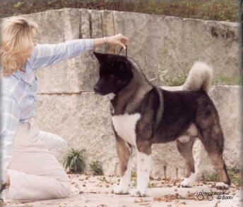 Our Foundation — Shinto Akitas