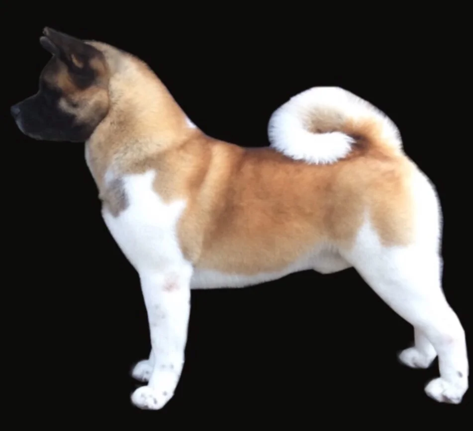 Shinto Dogs — Shinto Akitas