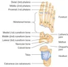 Foot & Ankle Anatomy Explained: A Patient’s Guide to Bones, Joints ...