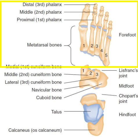 Foot & Ankle Anatomy Explained: A Patient’s Guide to Bones, Joints ...