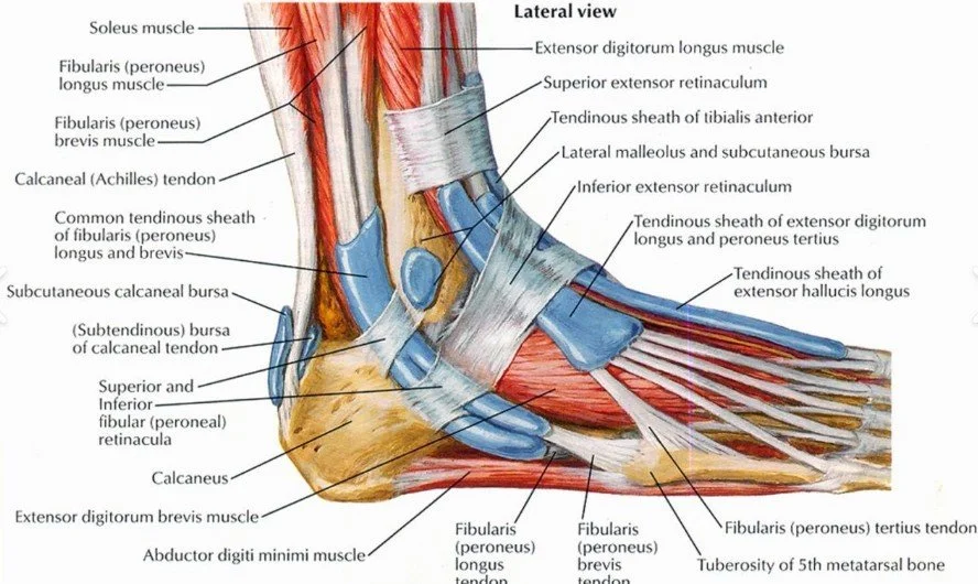 Foot & Ankle Anatomy Explained: A Patient’s Guide to Bones, Joints ...