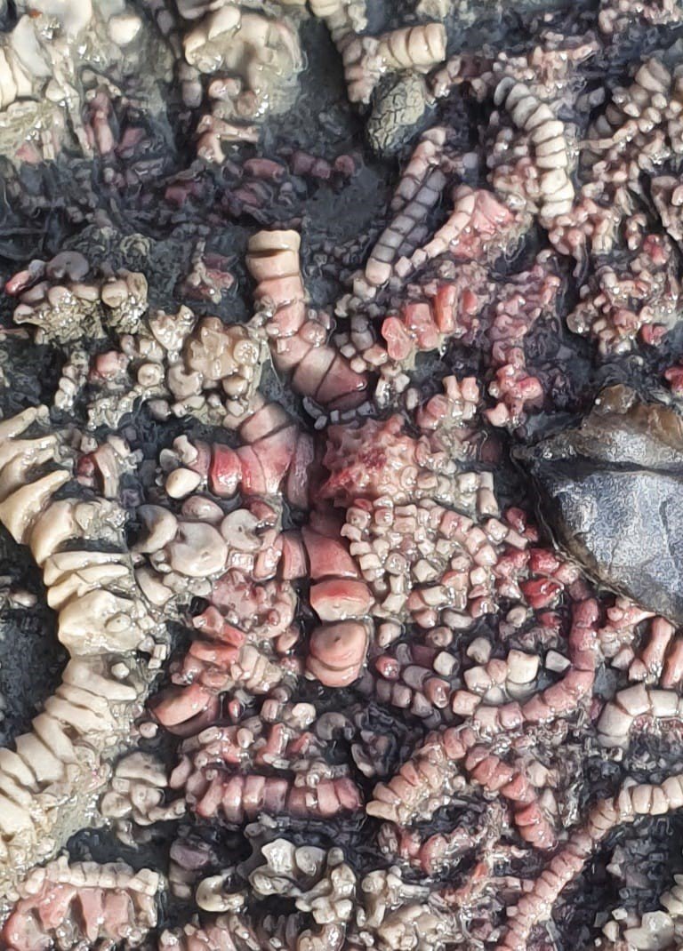 Events — Yorkshire Geological Society