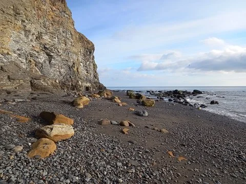 Deepgrove Wyke, Yorkshire Coast: Ammonites and Aptychi — Yorkshire ...