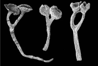 Leeds Geological Association: The Origin and Evolution of Land Plants ...