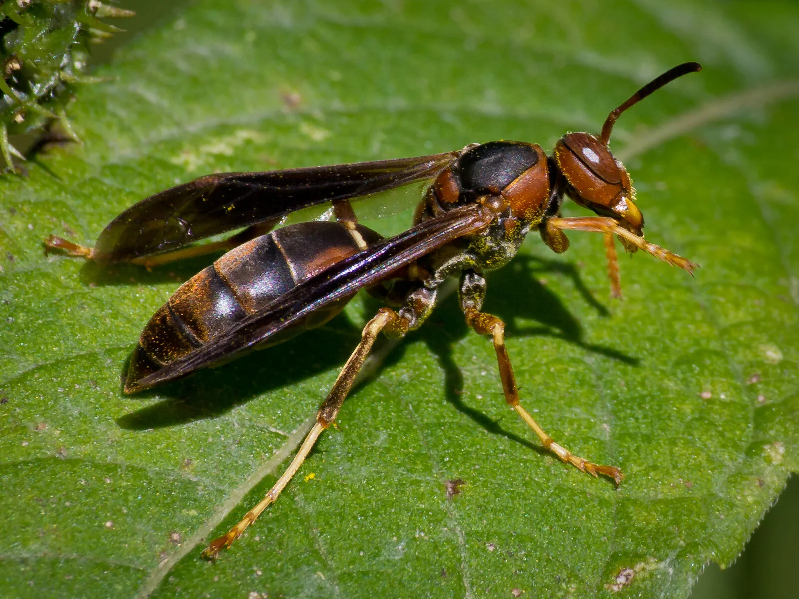 Noticeable Rise In NH Wasps This Spring Explained Monadnock Pest Noticeable Rise In NH Wasps This Spring Explained Monadnock Pest