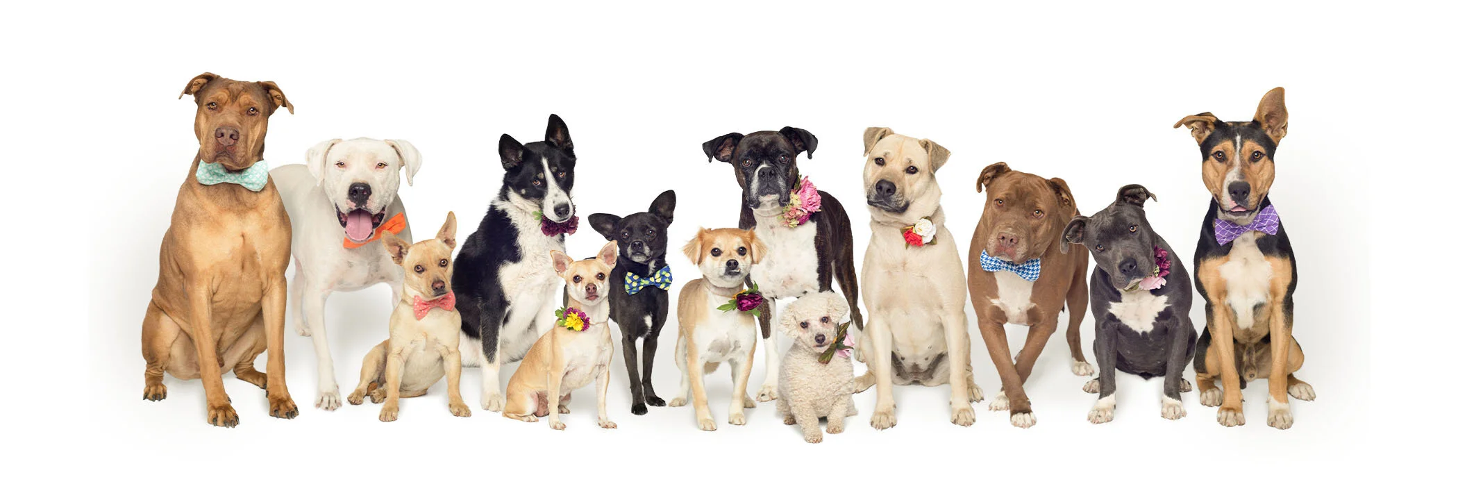 Lucky's Crew Animal Rescue