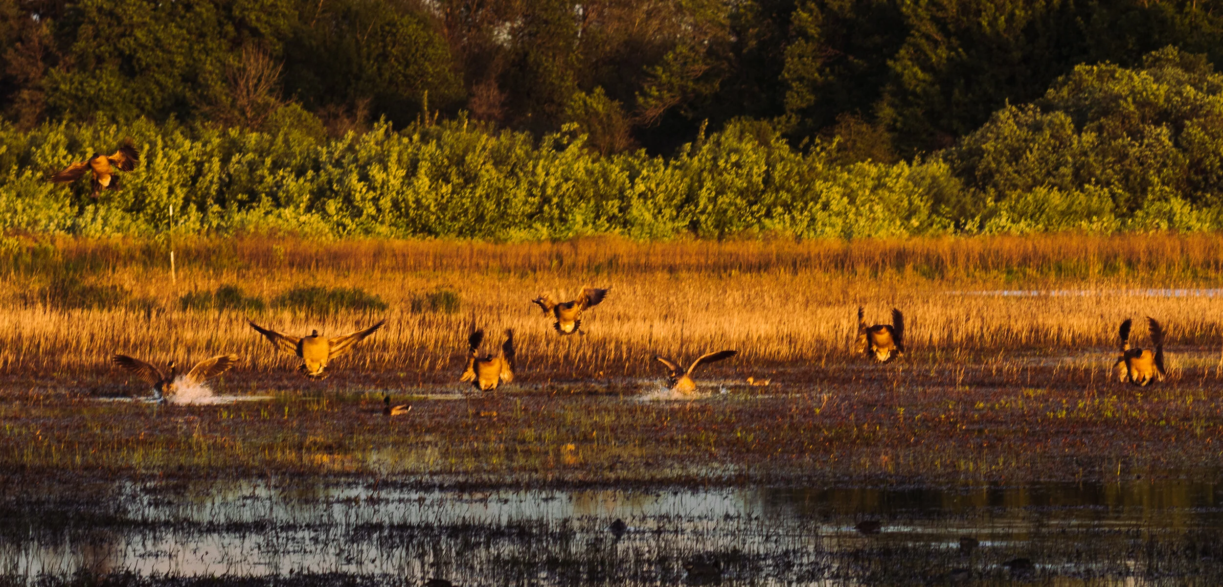 Brian Swingle Photography