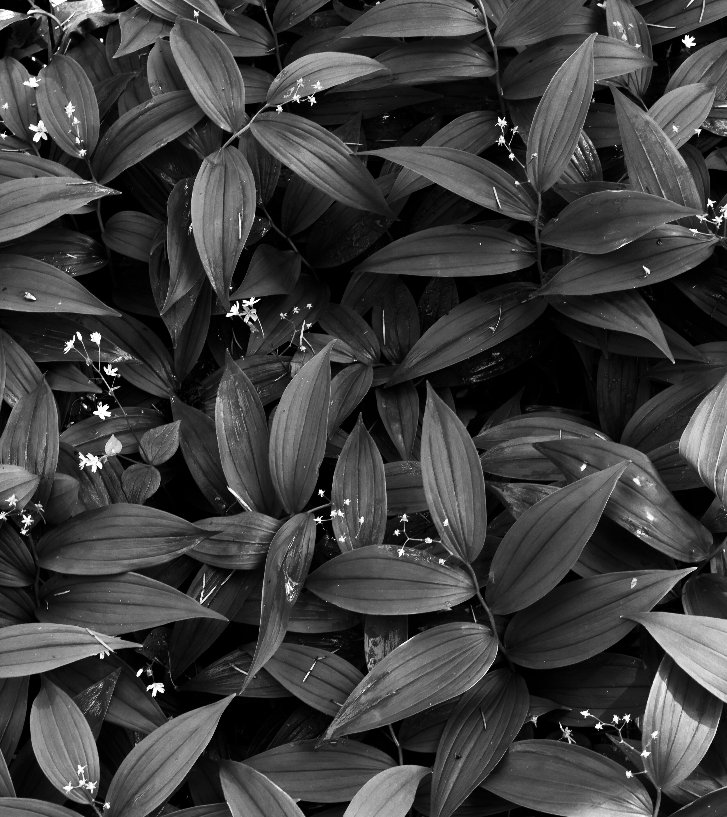 Brian Swingle Photography