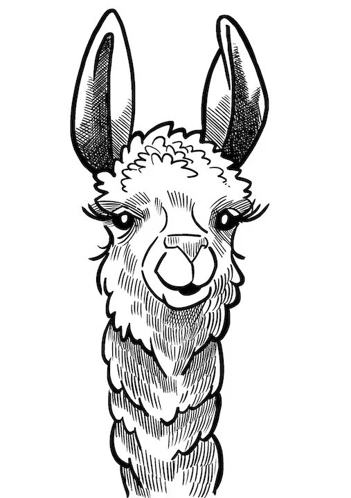 LLAMAS !!! — Roger Garcia illustration