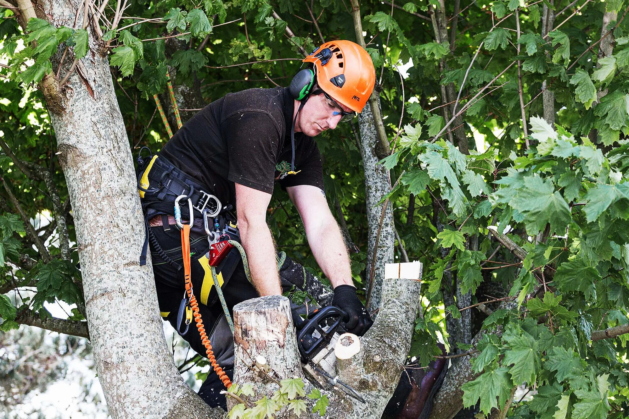 South down Tree Care Services, Tree Surgery surgeons arborist Newcastle ...