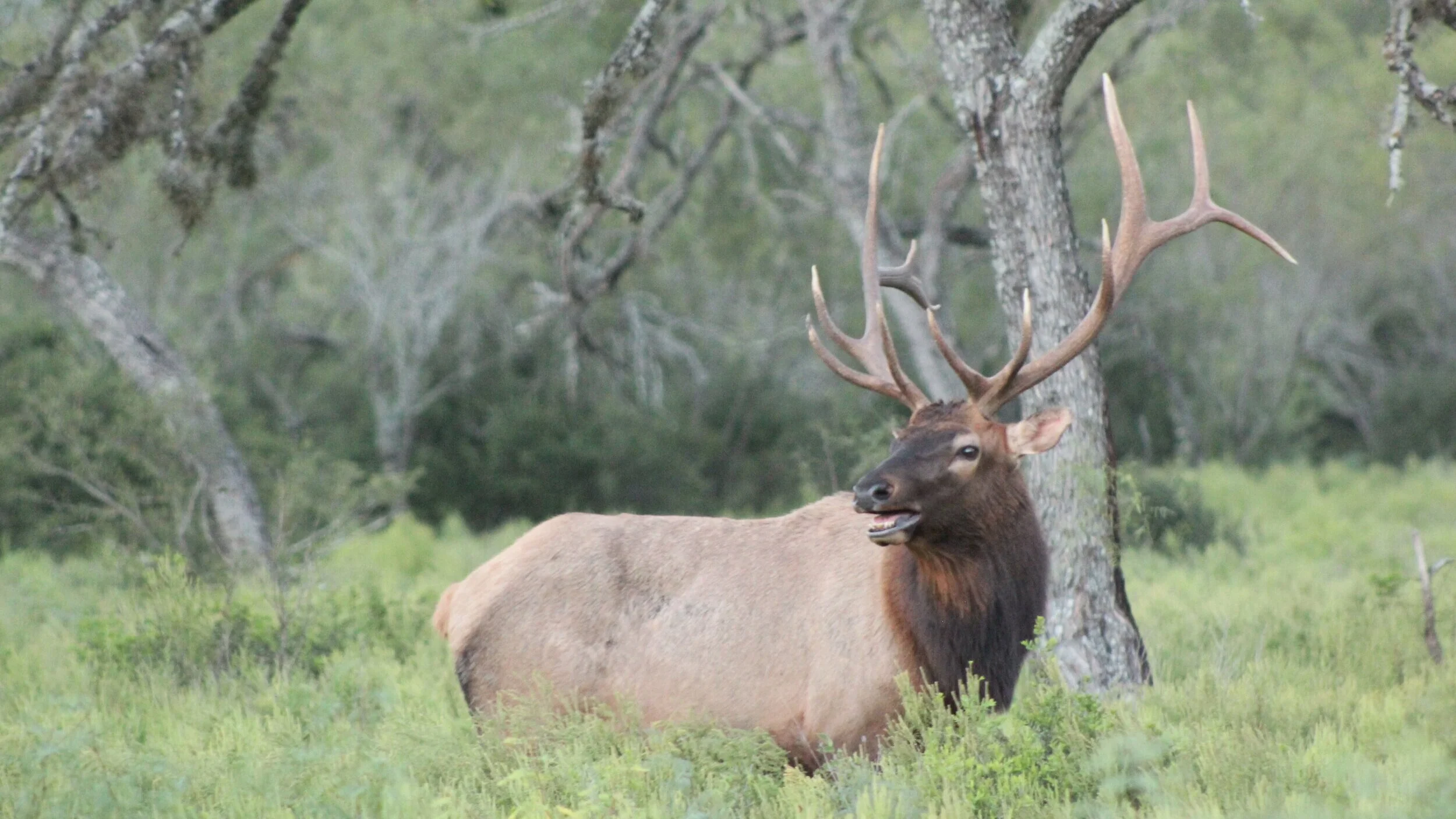 Gallery 3 — RecordBuck Ranch