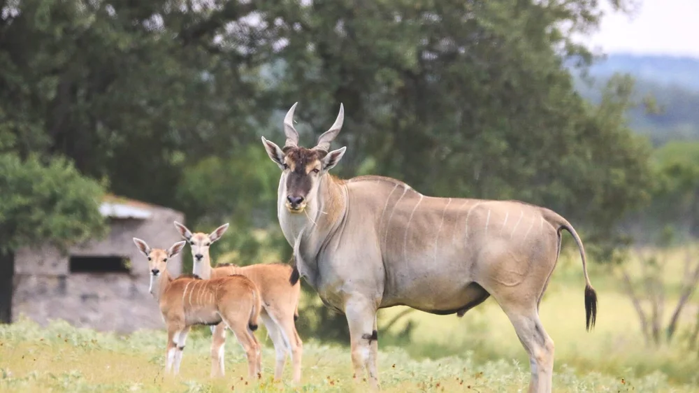 Eland — RecordBuck Ranch