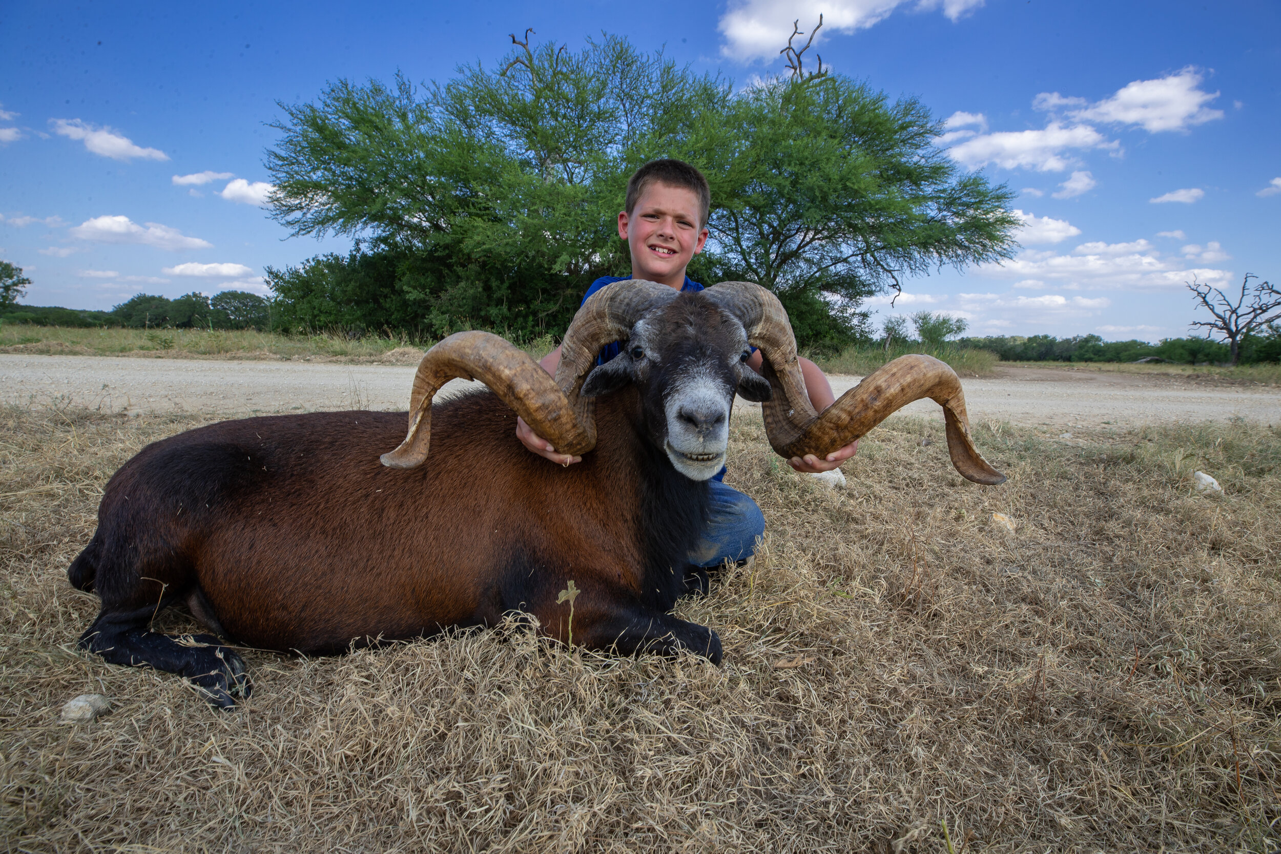 Corsican Ram — RecordBuck Ranch