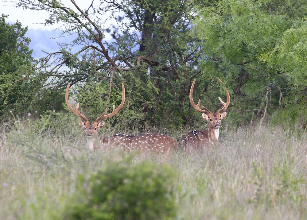 Axis Deer — RecordBuck Ranch