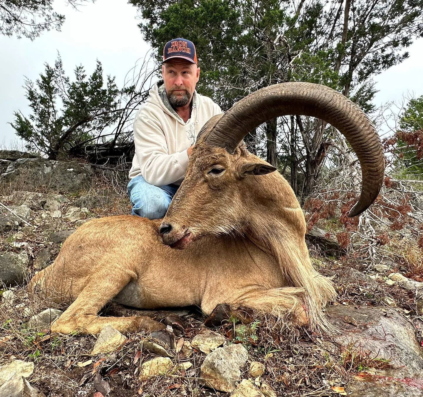 Aoudad — RecordBuck Ranch