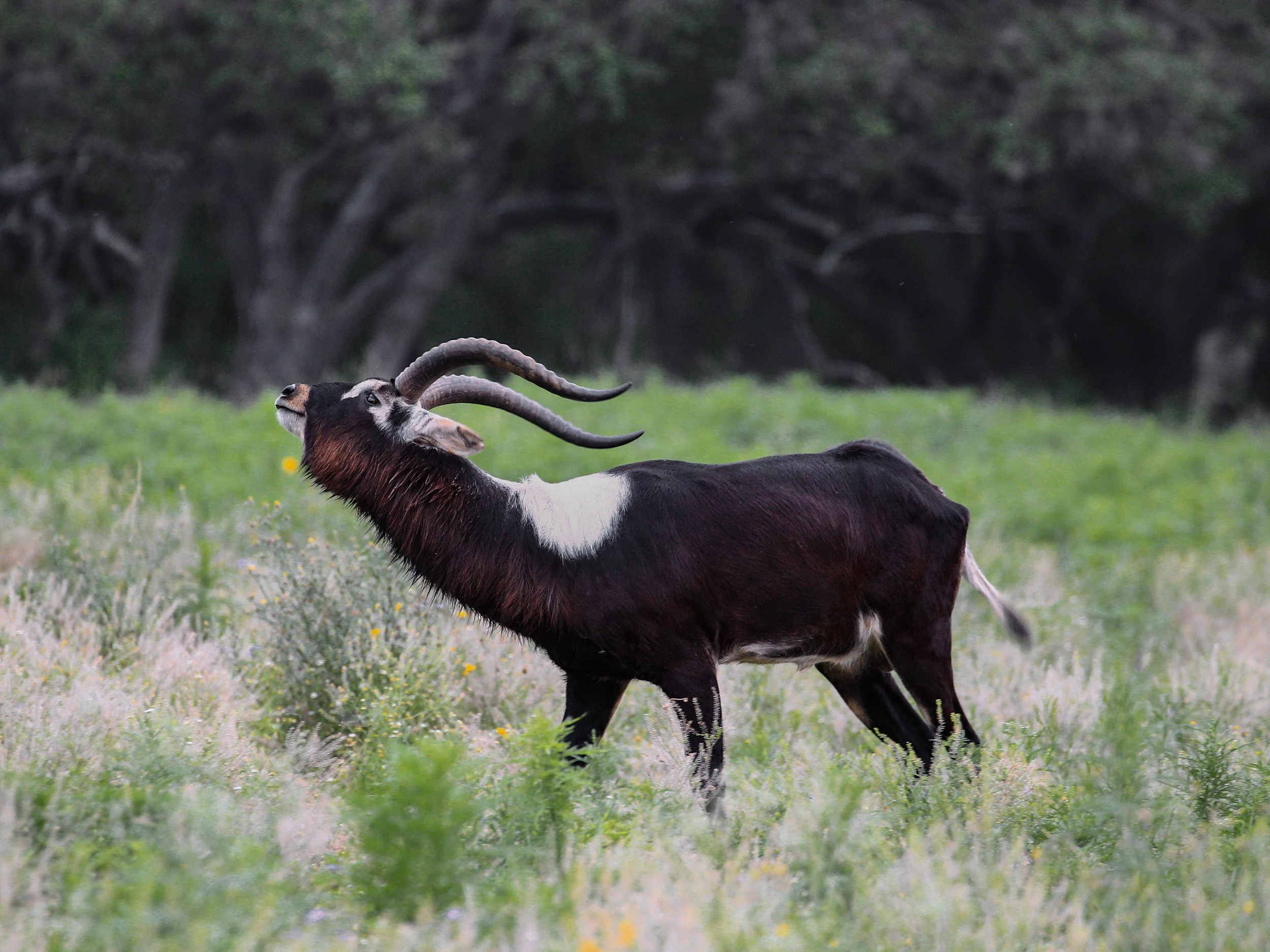 Nile Lechwe — RecordBuck Ranch