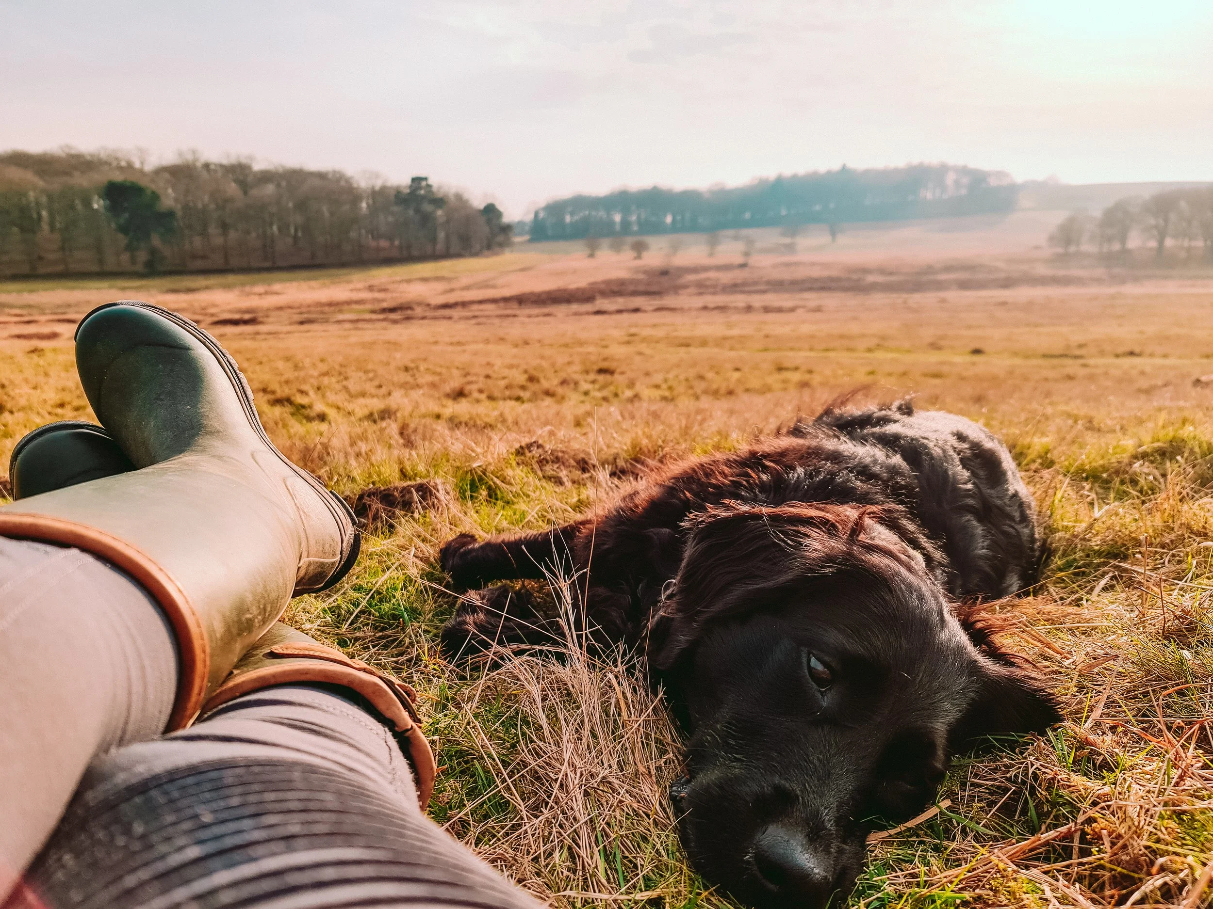 Puppy and dog training in Leicestershire and Rutland