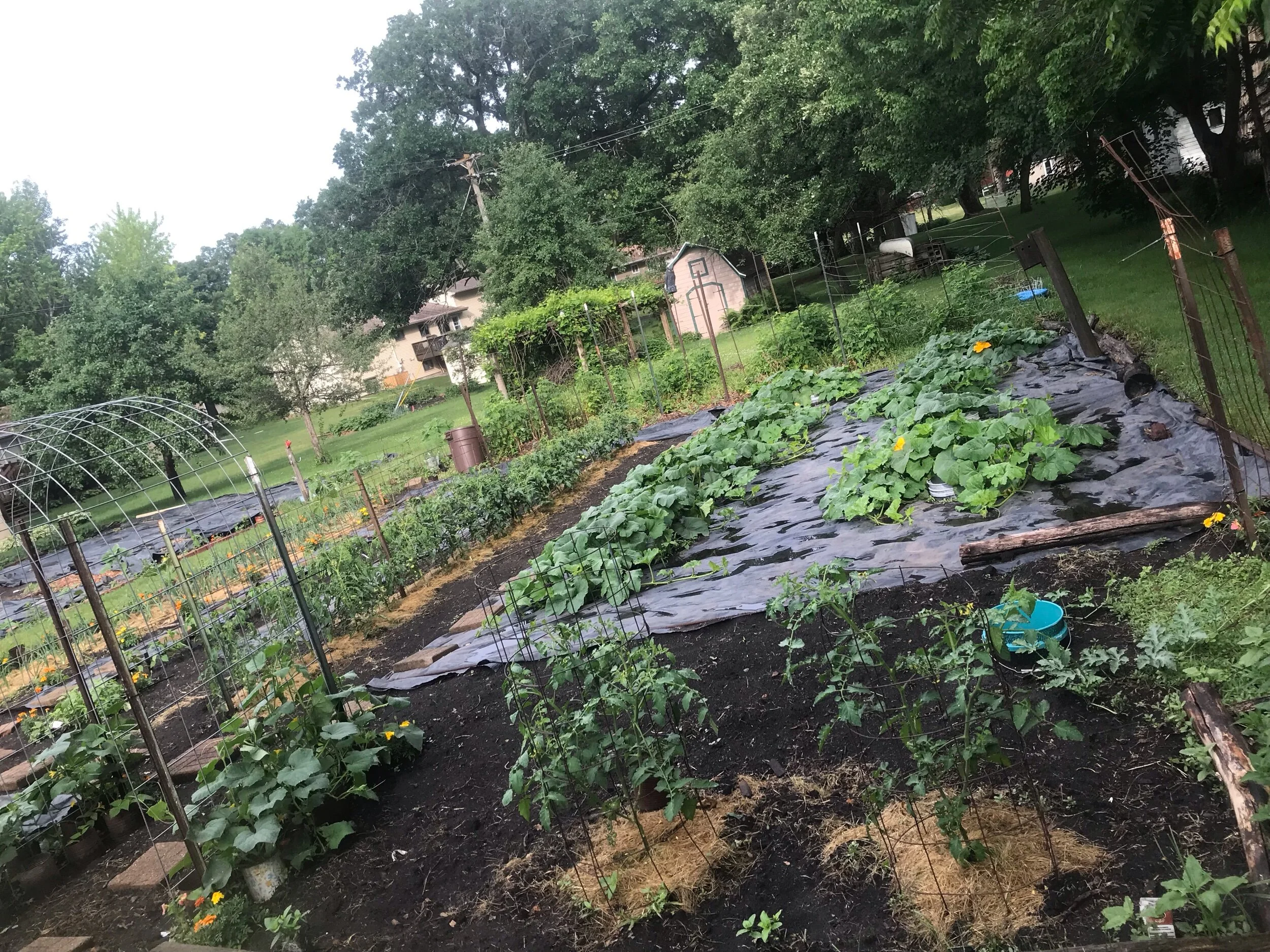 How to Grow a Low Maintenance Pumpkin Patch — Raising Cubs in a Campground