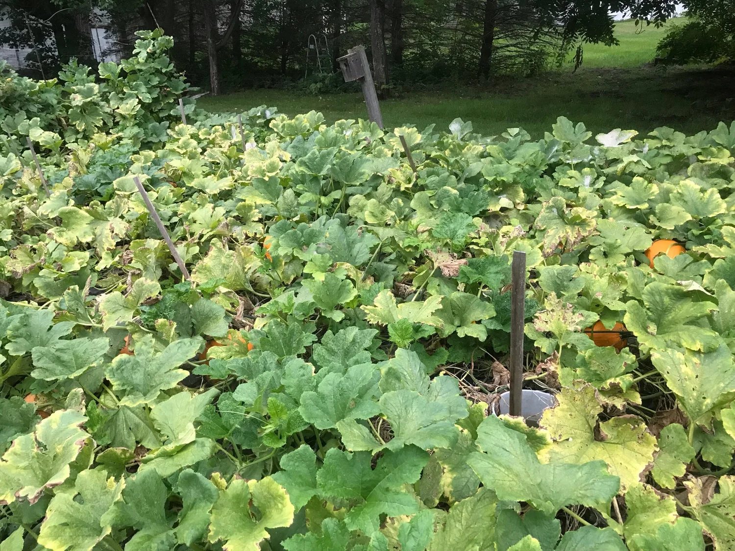 How to Grow a Low Maintenance Pumpkin Patch — Raising Cubs in a Campground