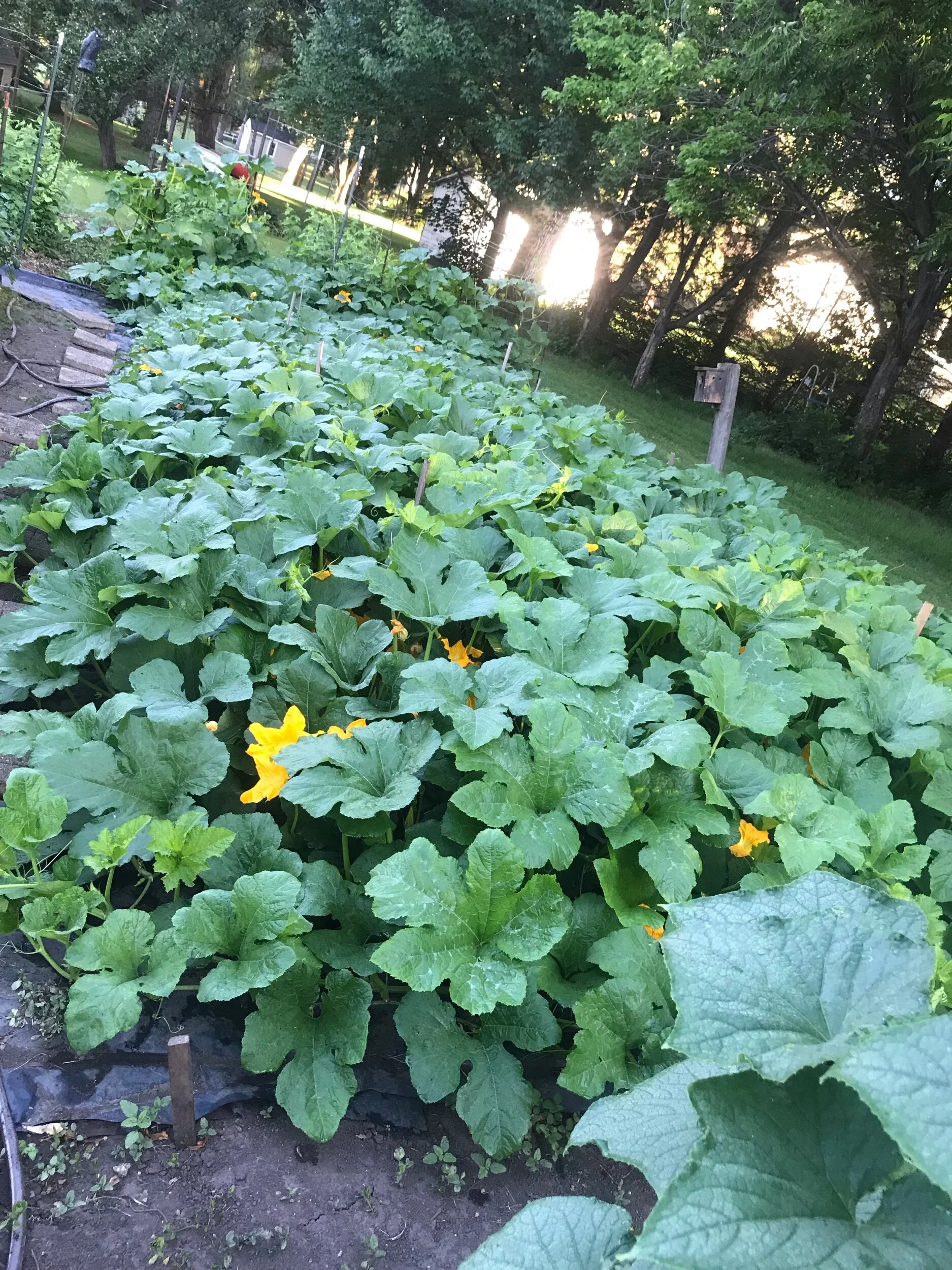 How to Grow a Low Maintenance Pumpkin Patch — Raising Cubs in a Campground