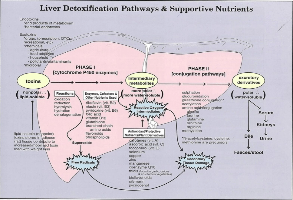 Detoxification Process, And Why It’s Not a Quick Fix — Nutrition By Robyn