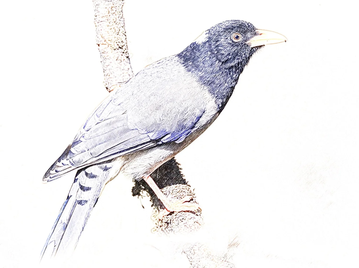 Yellow-billed Blue Magpie — WildArt.Works | Wildlife Photographer