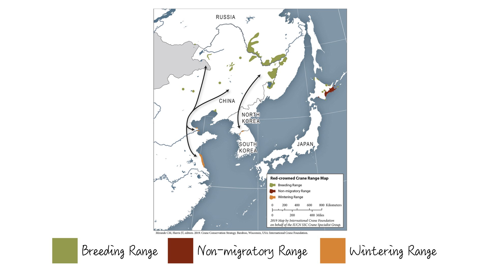 Red-crowned Crane — WildArt.Works | Wildlife & Bird Cinematographer ...